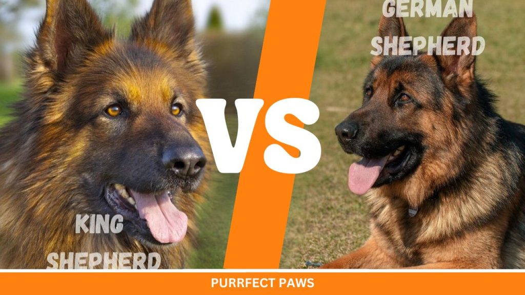 King shepherd vs German Shepherd: Size comparison & Temperament ...