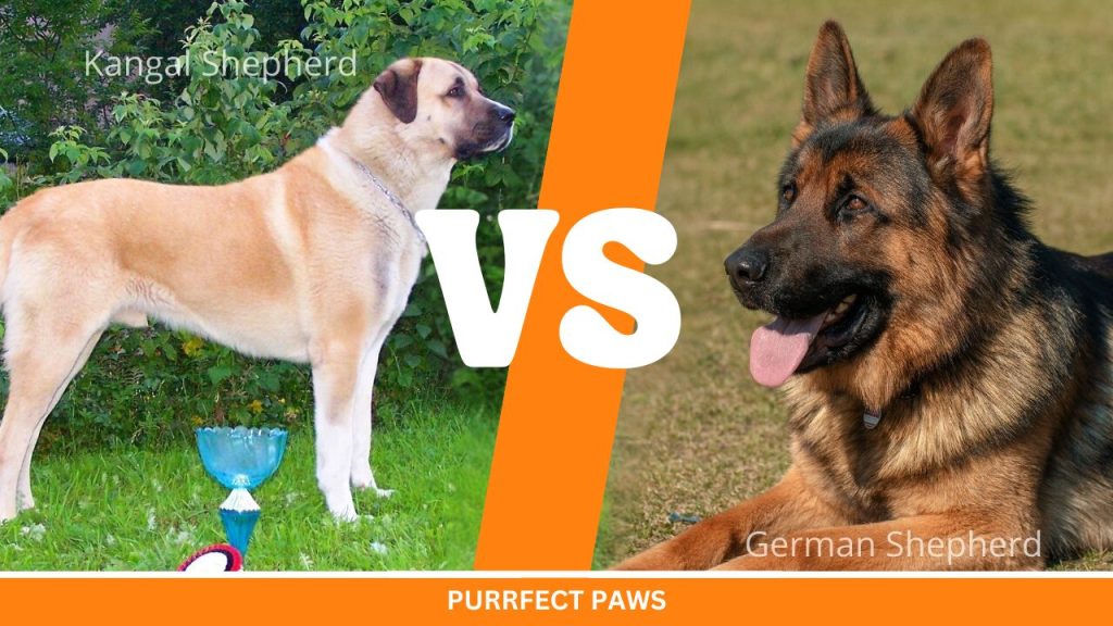 Kangal Vs. German Shepherd: Size Comparison, Temperament, Training ...