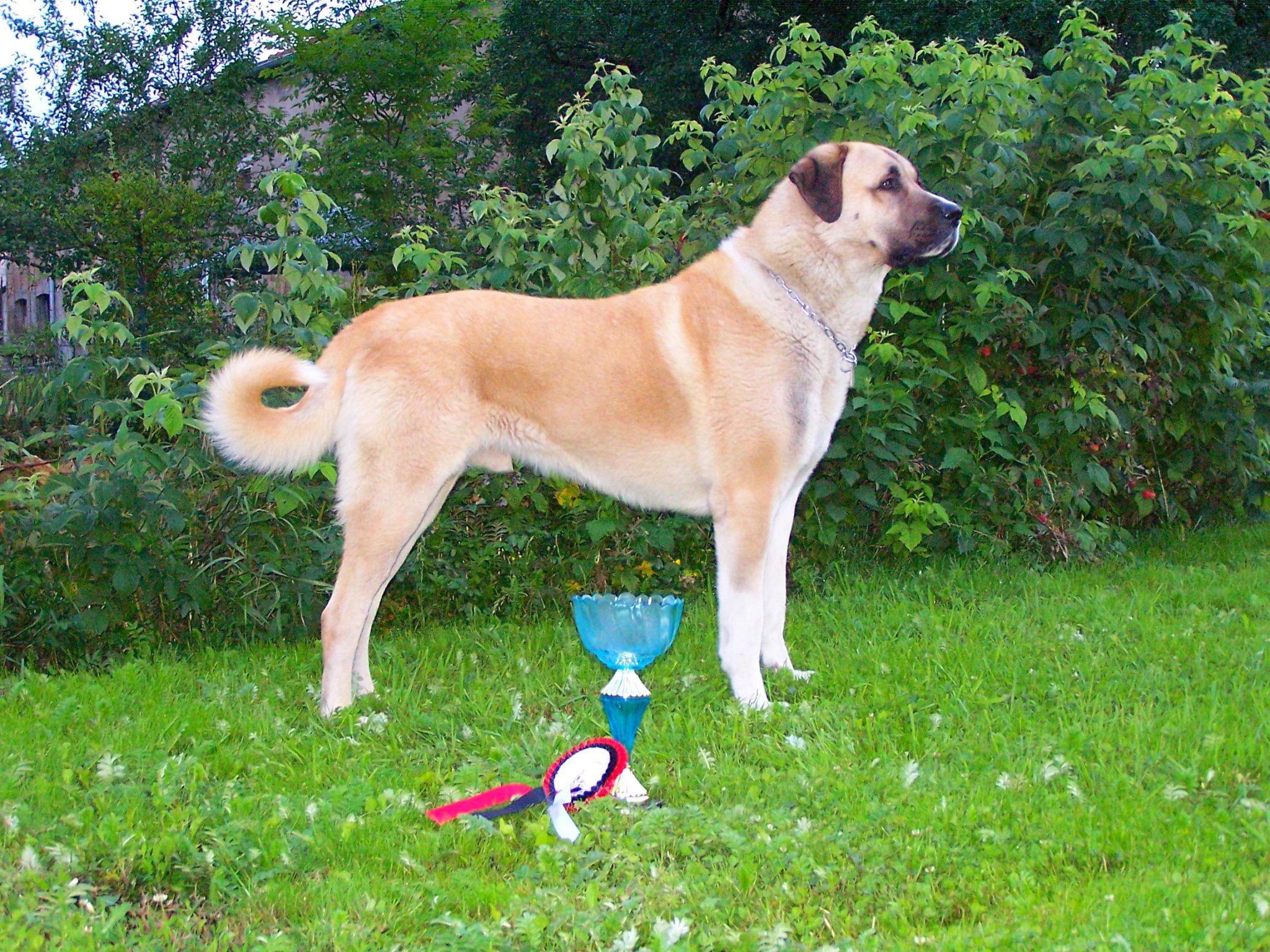 Kangal Vs. German Shepherd: Size Comparison, Temperament, Training ...