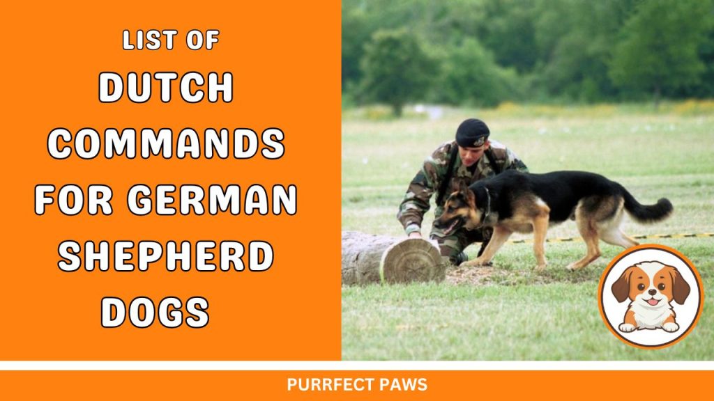 Dutch Training Commands For German Shepherd and Other Similar Dogs ...