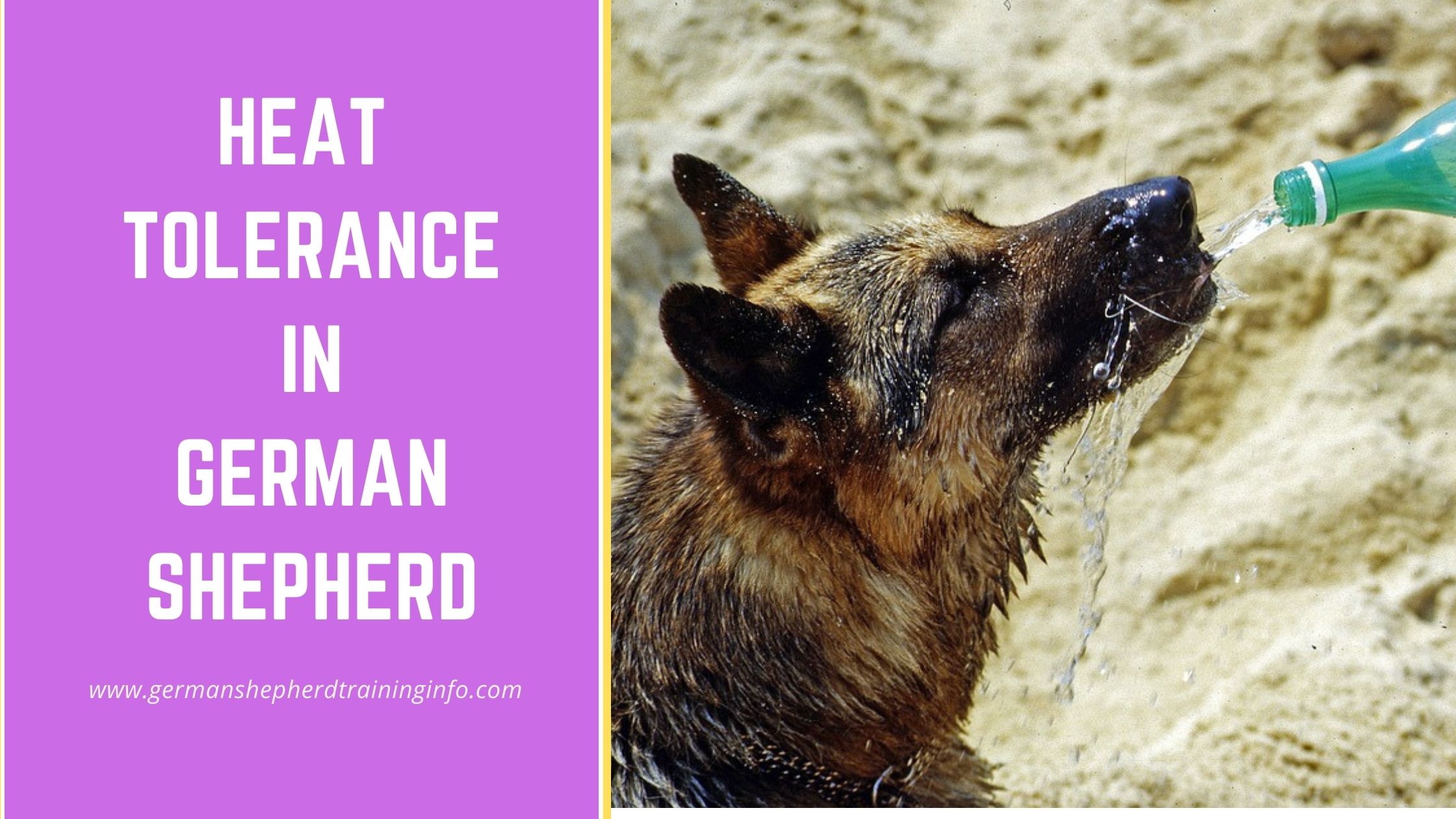 A Quick Guide to Heat Tolerance in German Shepherds - Purrfect Paws