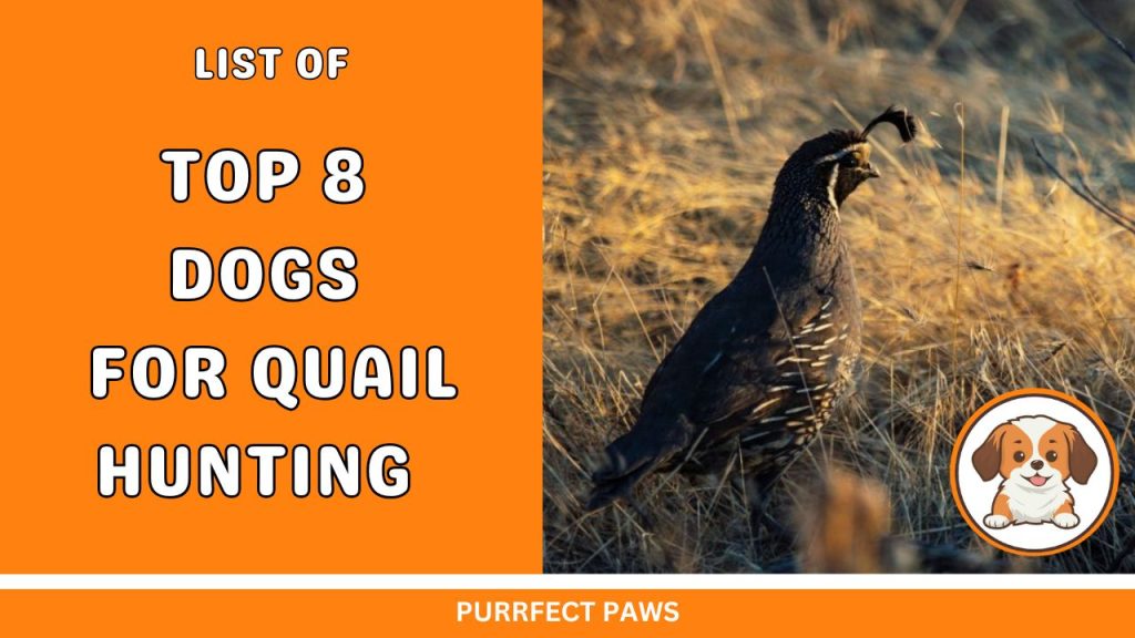 Top 8 Dogs for Quail Hunting - Purrfect Paws