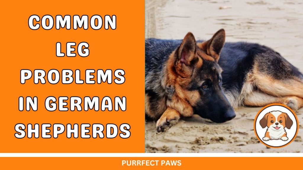 5 Common Leg Problems in German Shepherds Every Dog Parent Must Be ...