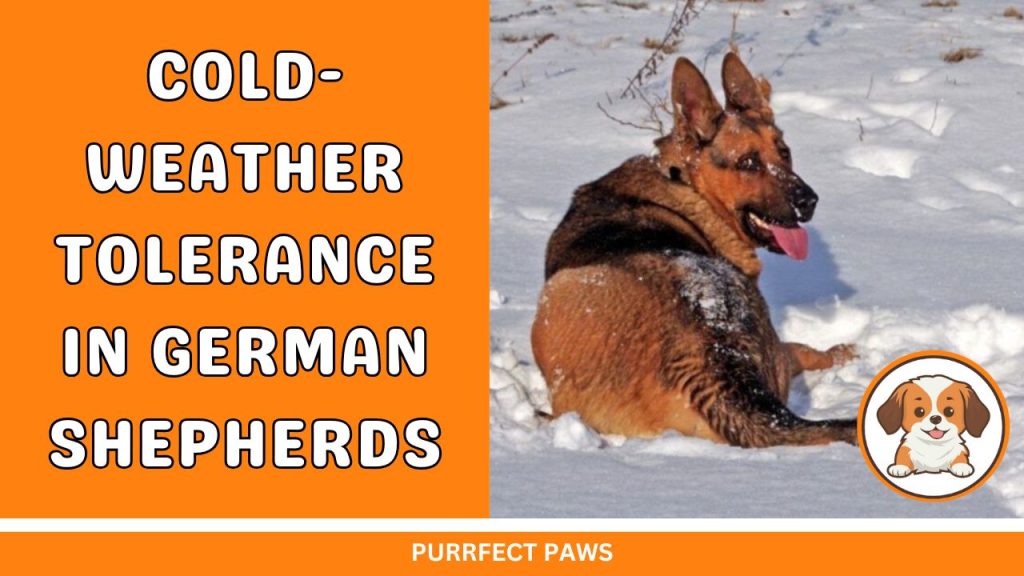 A quick guide to cold temperature tolerance in German Shepherds ...