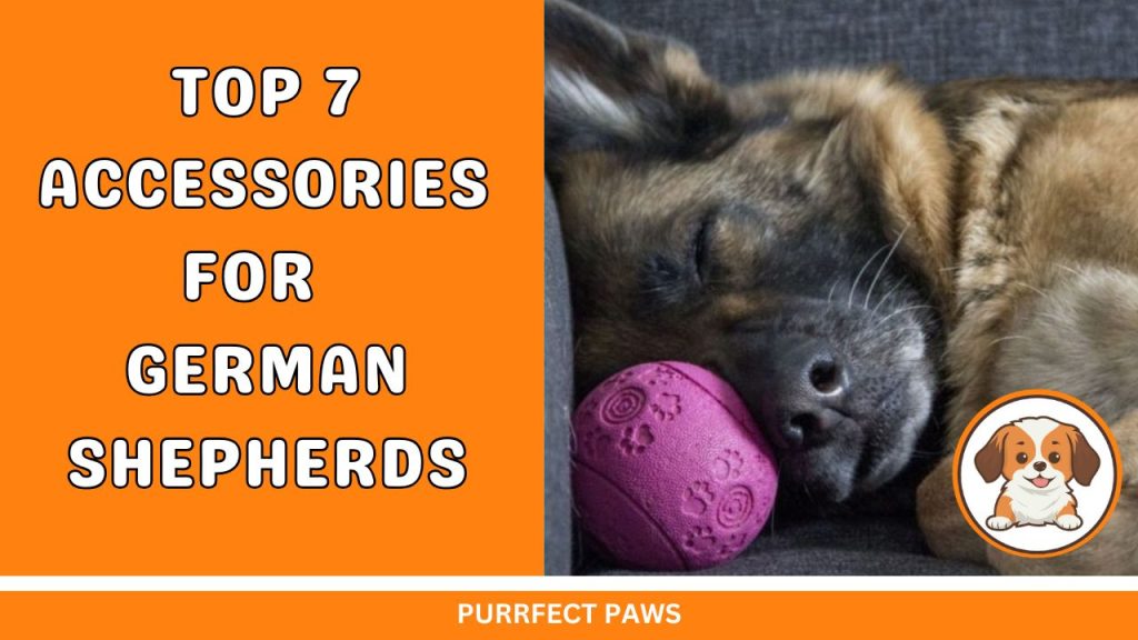 7 Must-Have Accessories For Your German Shepherd Dog - Purrfect Paws