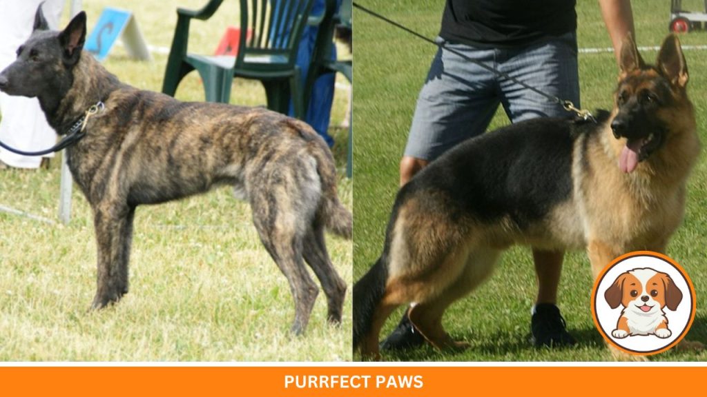 Dutch Shepherd vs German Shepherd: The Distant Kins - Purrfect Paws