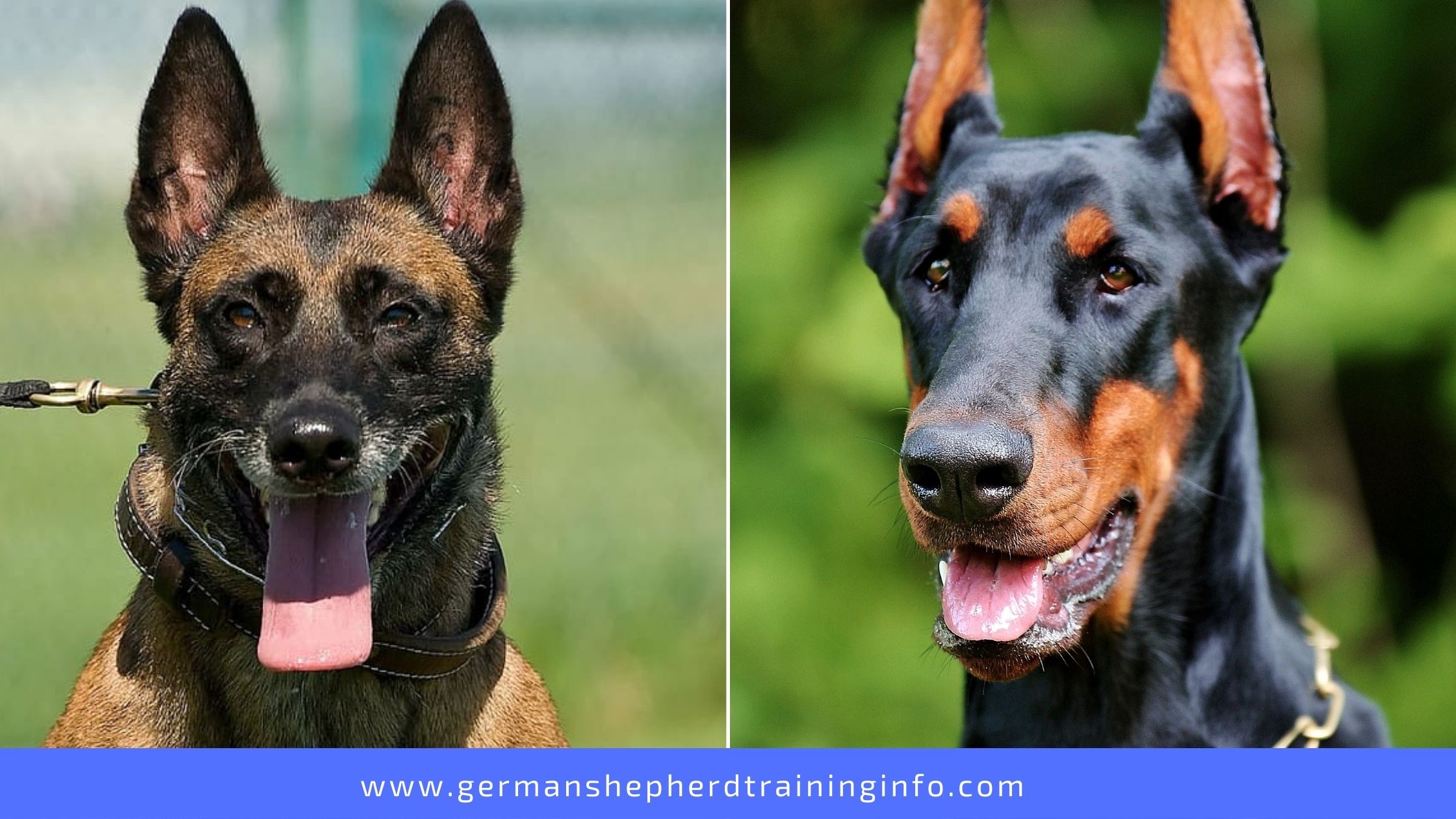 Belgian Malinois Vs Doberman: Clash between the bonhomous laddie and ...