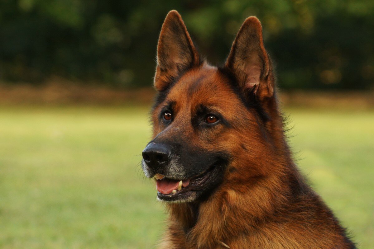 Everything You Should Know About Red German Shepherd: Cost, Training ...
