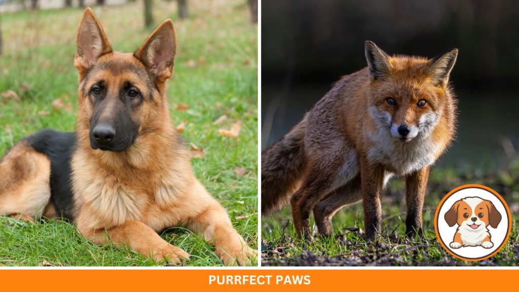 Can German Shepherds Kill A Fox? - Purrfect Paws