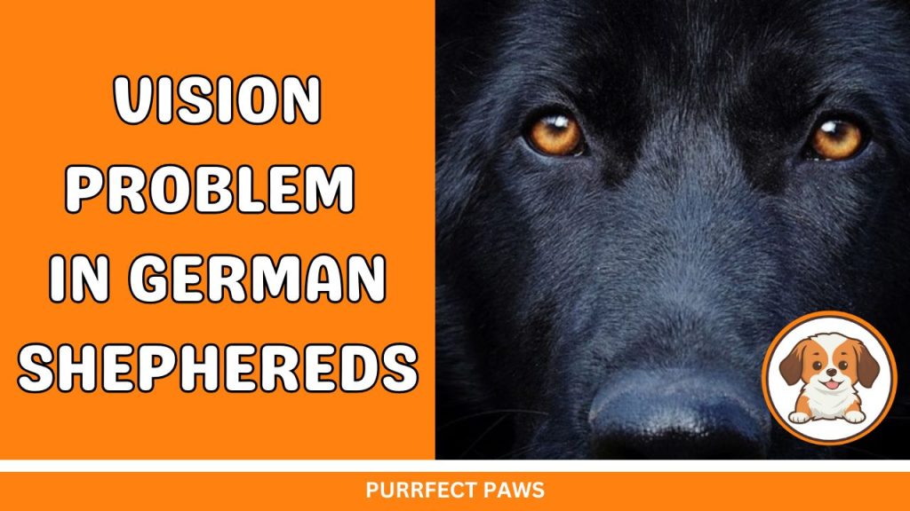 Common Vision Problems In German shepherds: Eyeing the vision issue ...