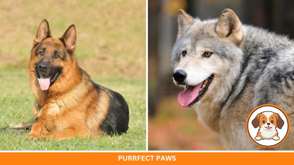 German Shepherd And Timber Wolf Mix: Everything You Should Know About ...