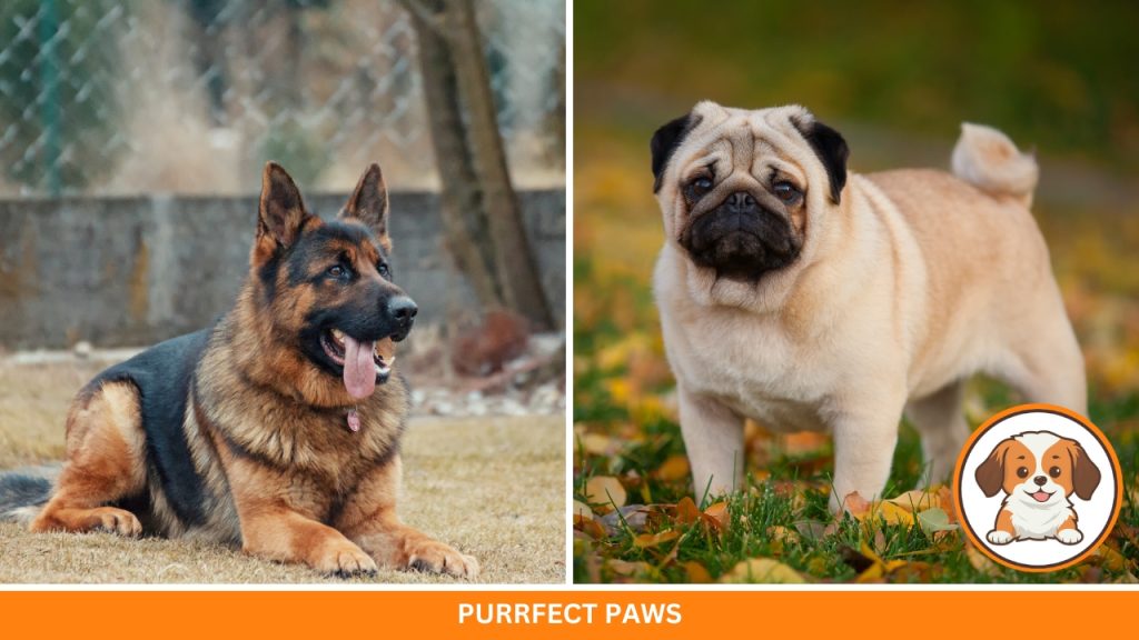 German Shepherd Pug Mix - The Shug - Purrfect Paws